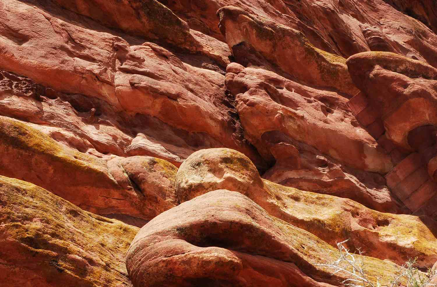 Crows - Alexandra Gardner